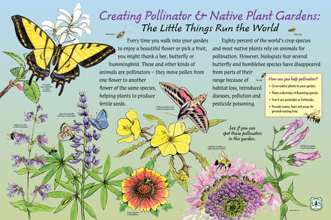 The Plight of the Pollinators – Wecologist
