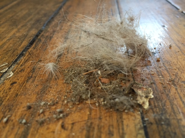 Toxic Dust in Our Homes – Wecologist